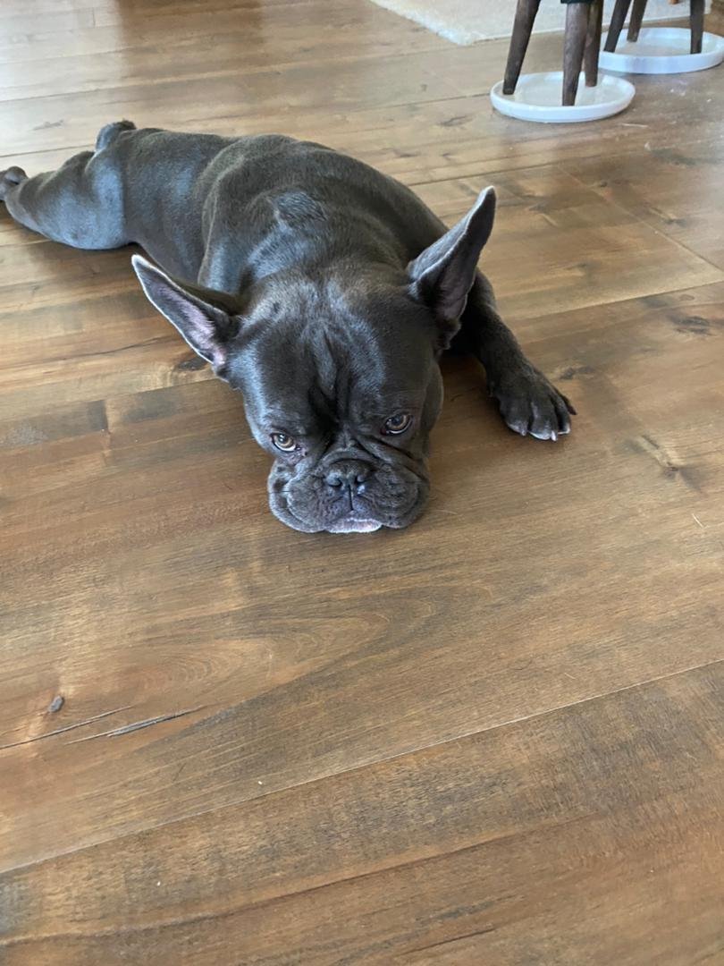 Dogs vs. Cats: Choosing the Perfect Pet Companion - had.com